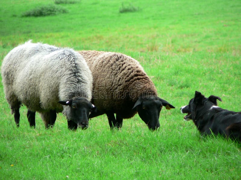 Sheep And Sheep Dog 3 Picture. Image: 91787255