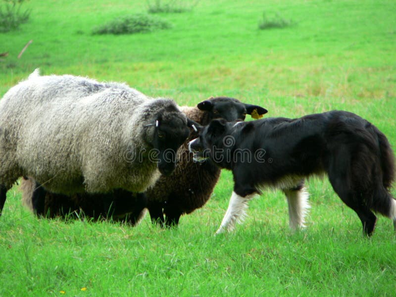 Sheep And Sheep Dog 2 Picture. Image: 91787288