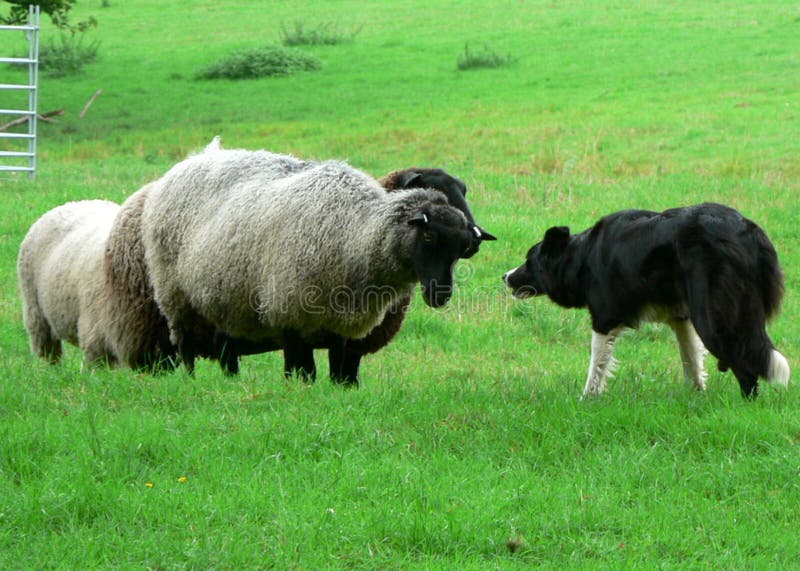 Sheep And Sheep Dog Picture. Image: 91787602