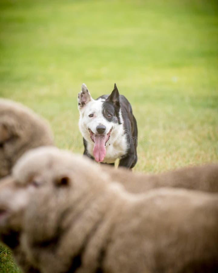 Sheep dog stock image. Image of white, meadow, rural - 72170249