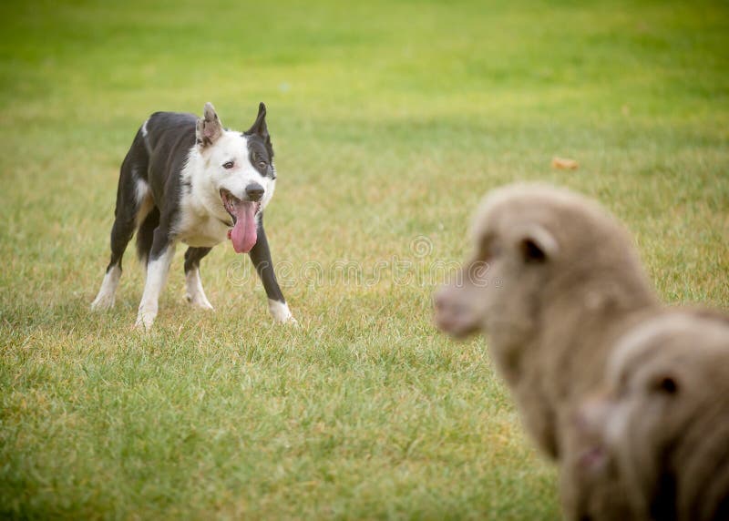 Sheep dog 2 stock image. Image of face, sheep, wool, shepherd - 72170333