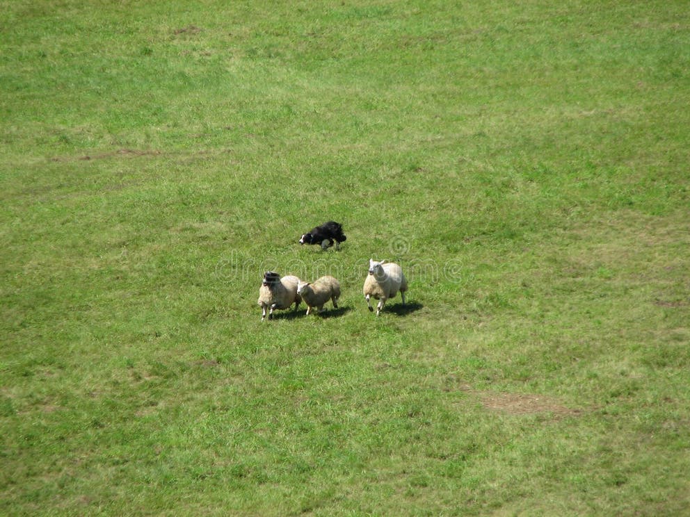Sheep Dog Hearding Stock Photos - Free & Royalty-Free Stock Photos from ...