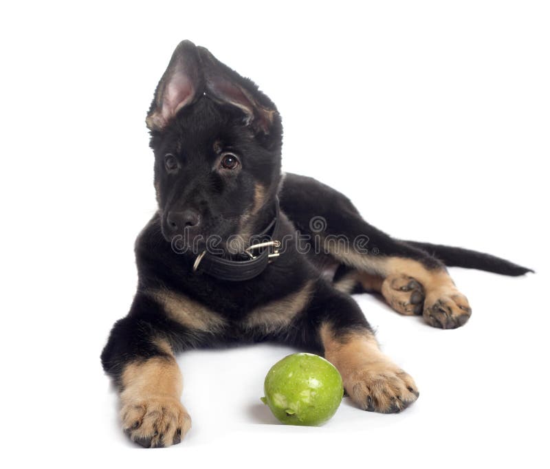 The Sheep-dog Puppy Picture. Image: 8204201