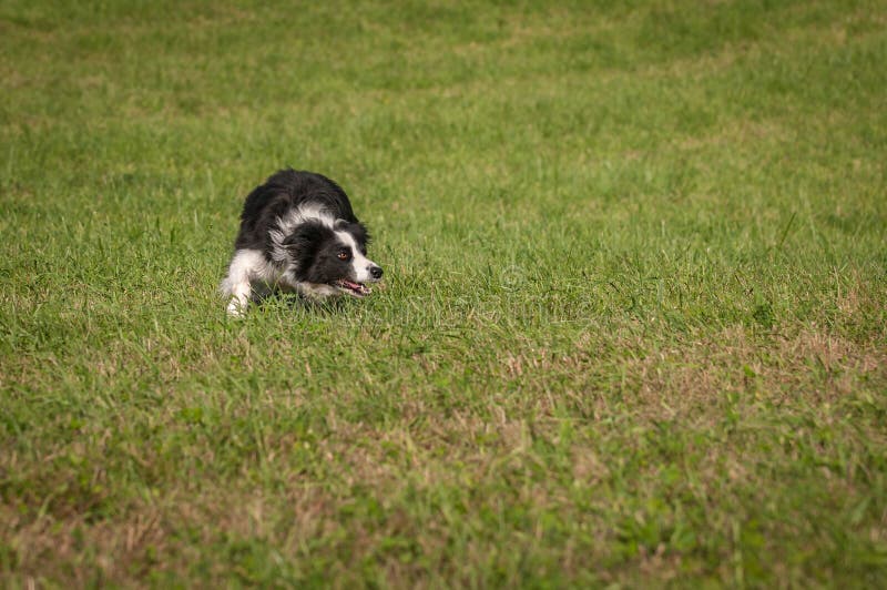 Quick Turn / Driving a Car stock photo. Image of controling - 3498876