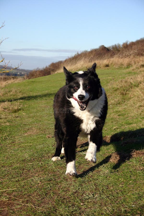 Sheep dog running. stock image. Image of nature, pets, collies - 335665 Sheep dog running. stock image. Image of nature, pets, collies - 335665