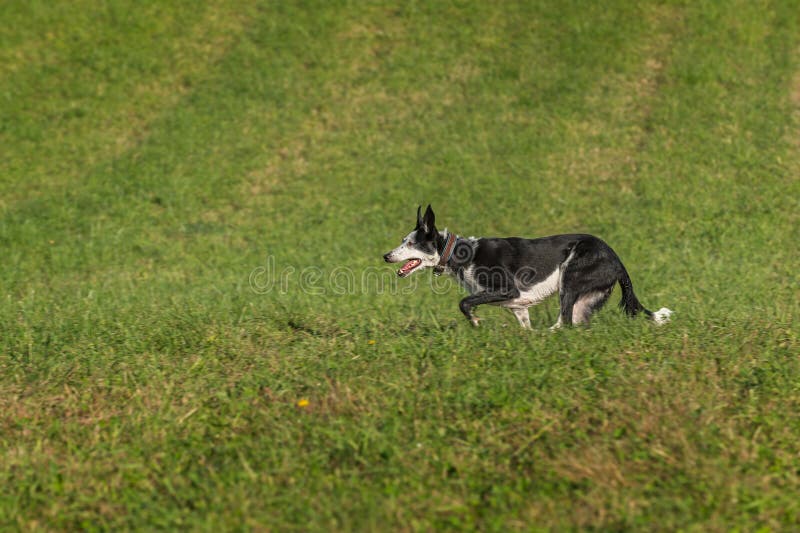 Sheep Dog Runs with Group of Sheep Ovis Aries Stock Image - Image of ...