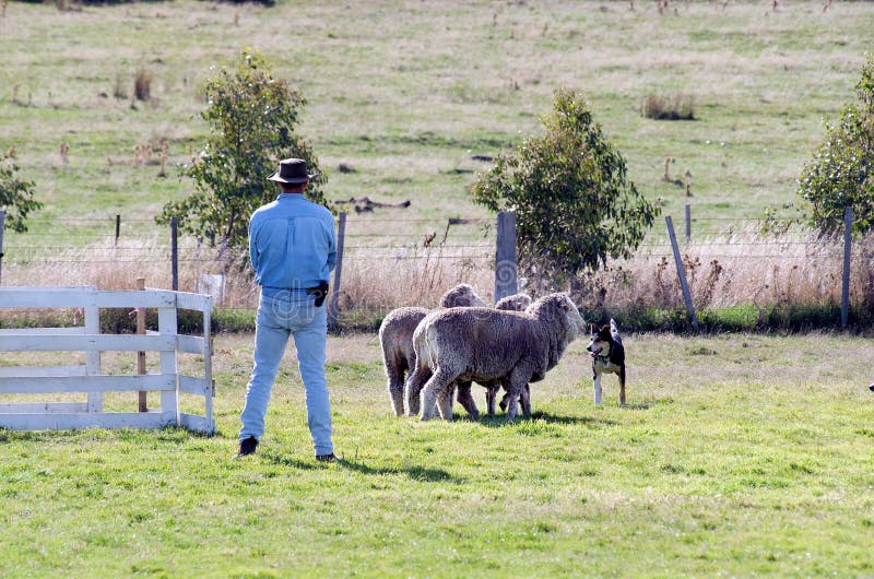 Sheep dog trials stock image. Image of competition, trial - 1647463