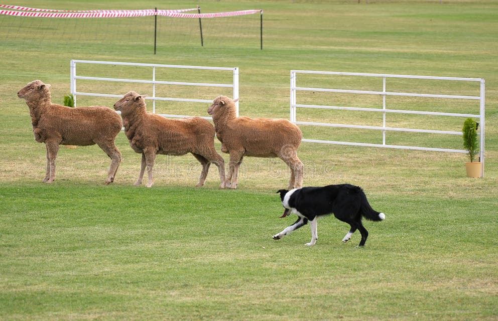 Sheep dog trials sheepdog stock photo. Image of border - 3074516