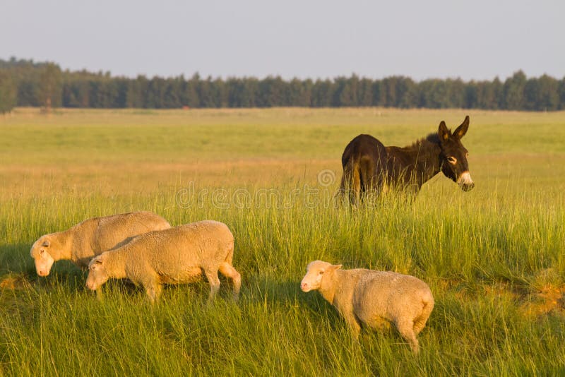 Sheep and Donkey Farm Scene Stock Photo - Image of landscape, sheep ...