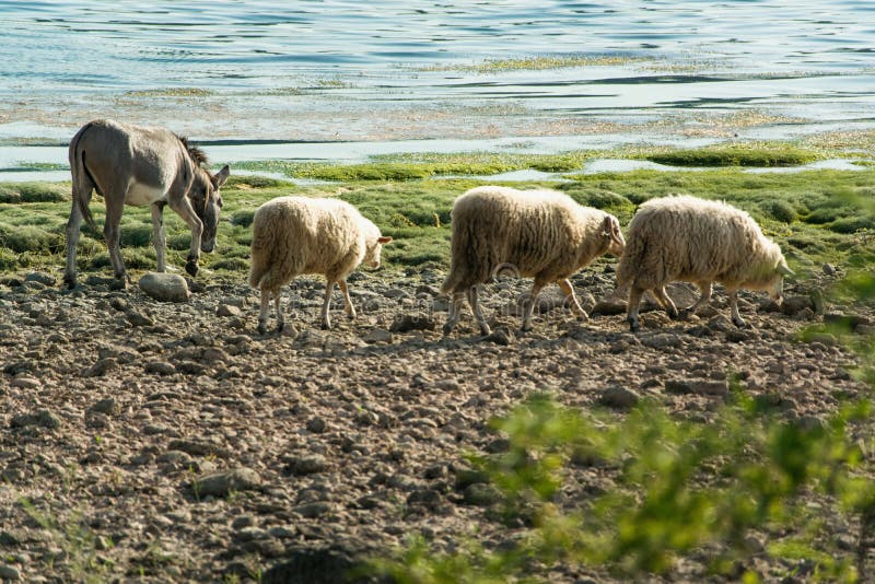 Sheep and Donkey Walking Together on the Beach Stock Photo - Image of ...