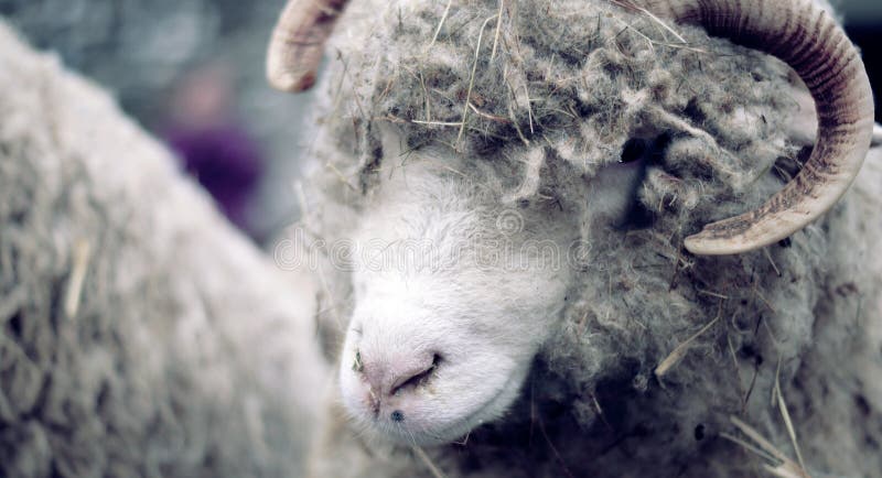 Sheep dreaming on the wool stock photo. Image of eyes - 64707990