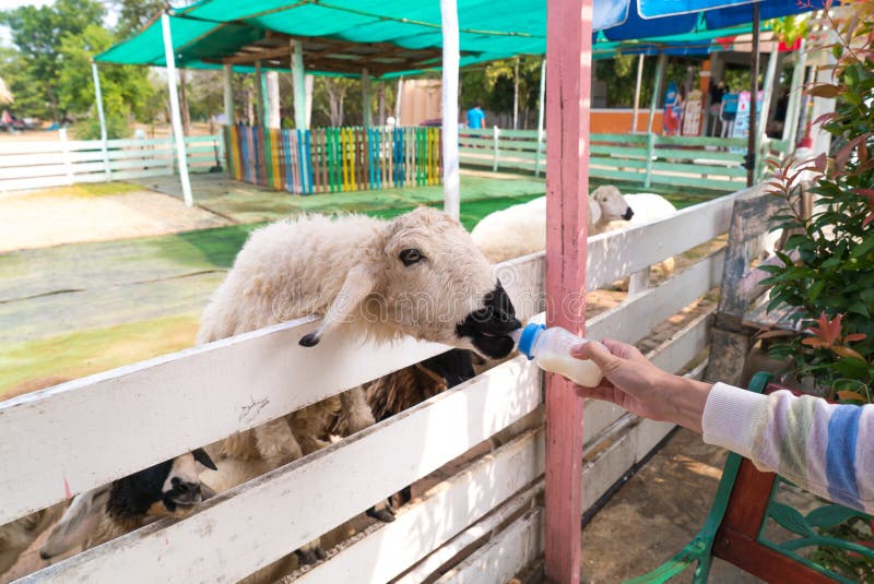 Sheep Drink Milk from Hand in the Farm Stock Photo - Image of hand ...
