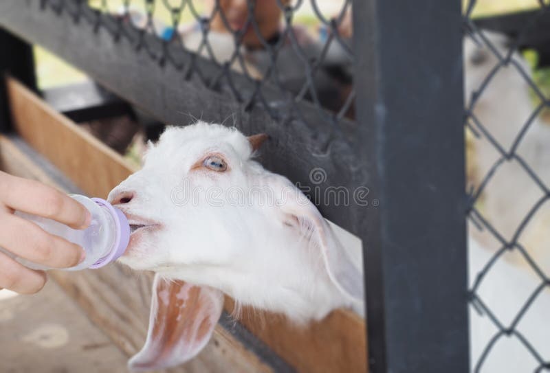 Sheep drinking milk stock photo. Image of young, farm - 105829272