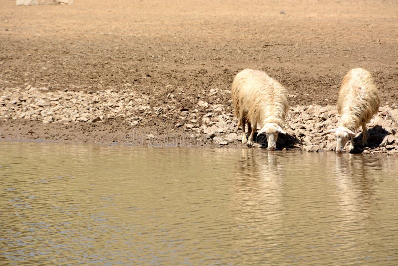Sheep stock image. Image of outdoors, farmland, blue - 37234315
