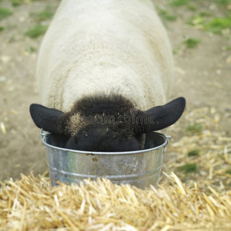 Sheep Drinking Water Bucket Farm Stock Photos - Free & Royalty-Free ...