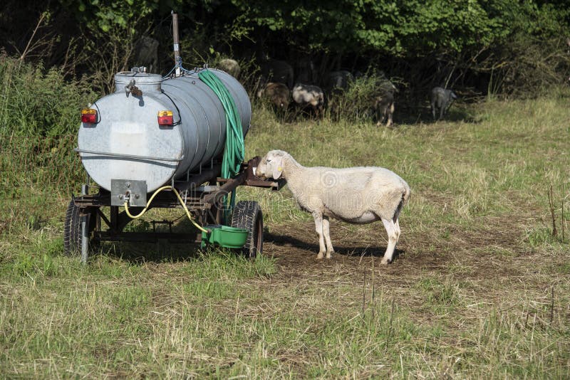 A Sheep Drinking Water from a Metal Tank Stock Photo - Image of farm ...