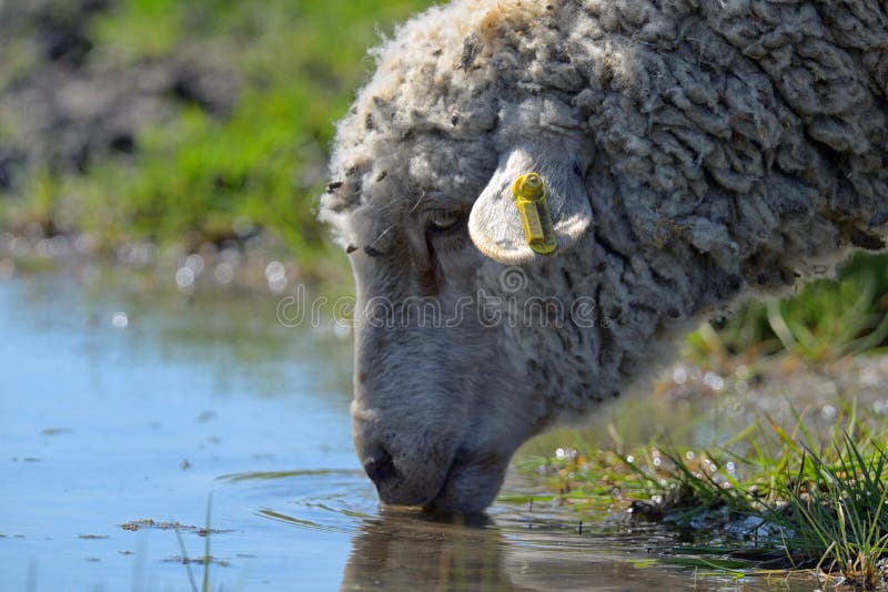 Sheep Drinking Water from a Gutter Stock Photo - Image of young, water ...