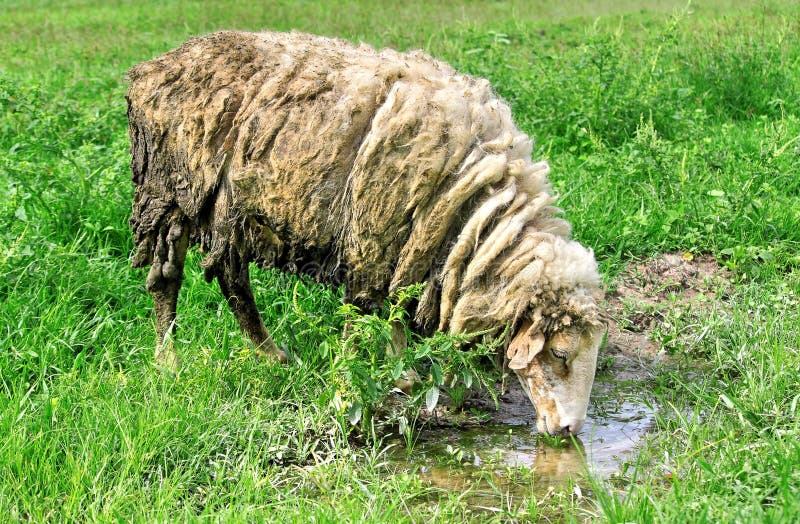 Sheep is drinking water stock image. Image of alone, dirty - 33332253