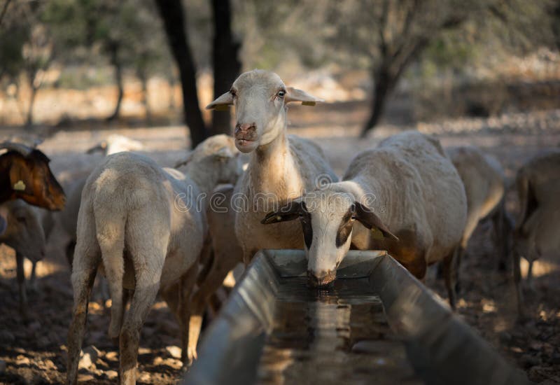 Sheep Drinking Water from Lake Stock Image - Image of natural ...
