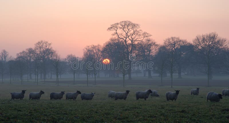 Sheep at Dusk stock photo. Image of meadow, light, animal - 22708200