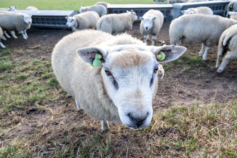 Texel sheep stock photo. Image of sheep, ovis, domestic - 132437182