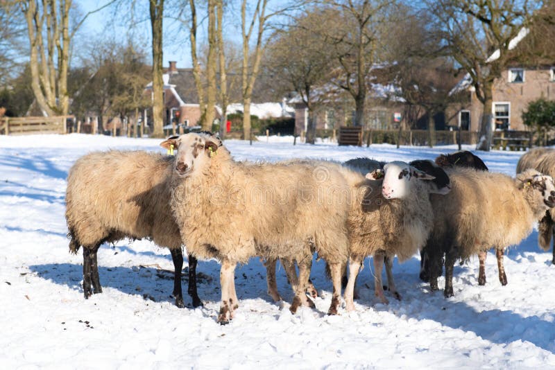 Sheep in Dutch village stock photo. Image of brink, spotted - 265954702
