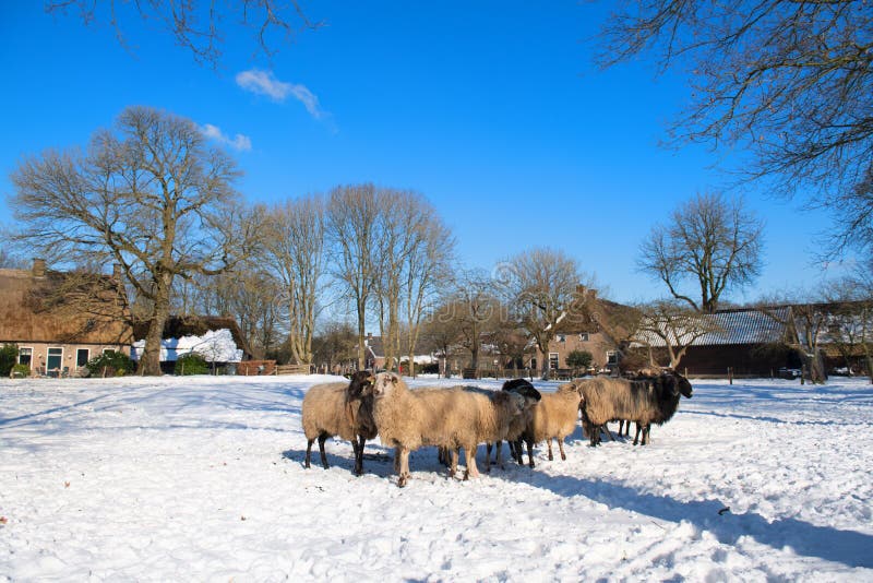 Sheep in Dutch village stock photo. Image of white, flock - 265954710