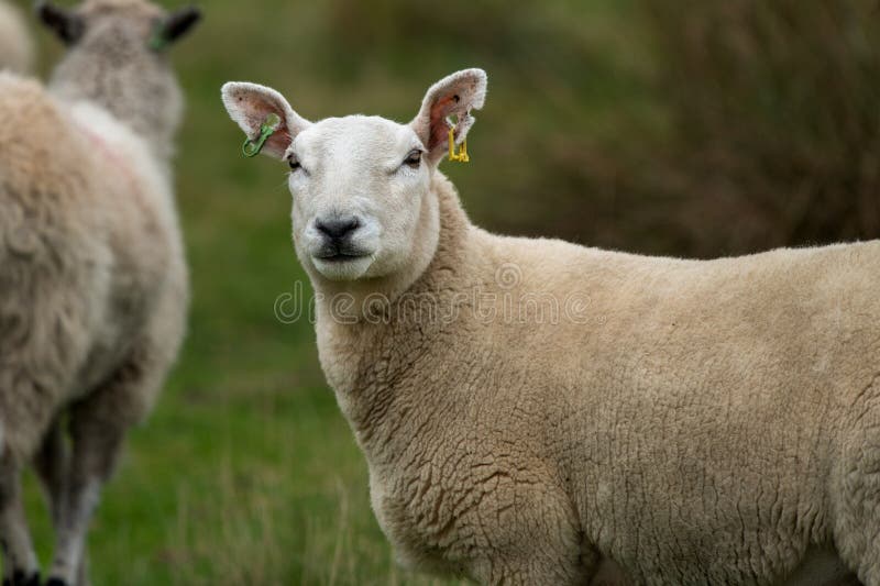 Sheep with Ear Identity Tags Stock Image - Image of inquisitive, animal ...