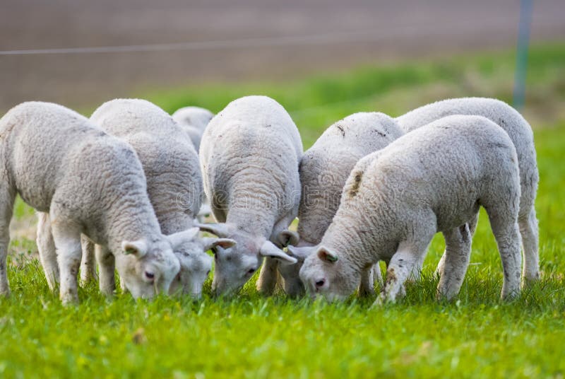 Sheep in the Early Morning Light Stock Image - Image of foggy, hurd ...