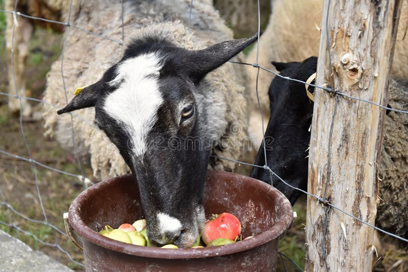 Sheep Eat Apples from the Bucket Over the Fence Stock Photo - Image of ...