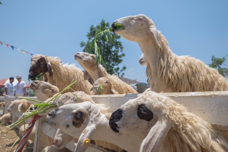 Sheep eat stock photo. Image of white, animal, farming - 78792332