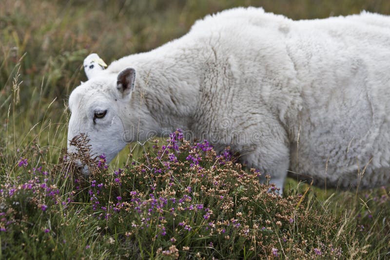 Sheep eating stock image. Image of mammal, scotland, horizontal - 22390609