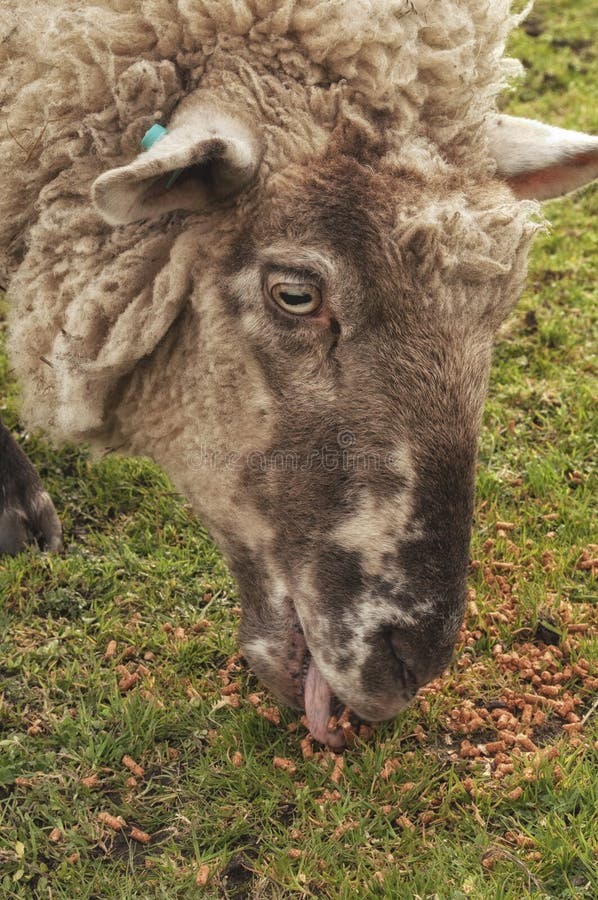 Sheep eating stock image. Image of grass, pellets, snack - 24266799