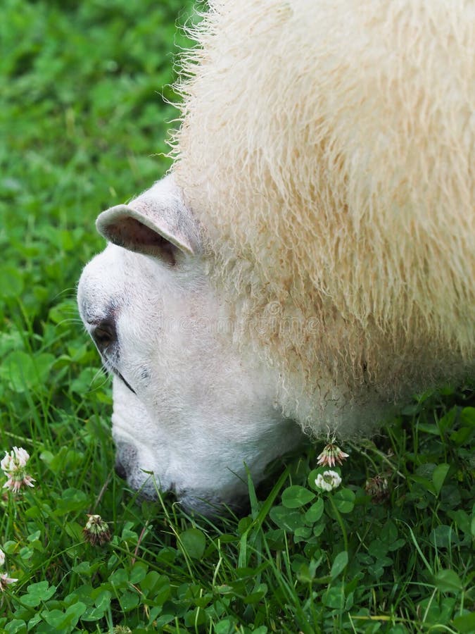 Sheep Eating Clover stock image. Image of grazing, husbandry - 218631463
