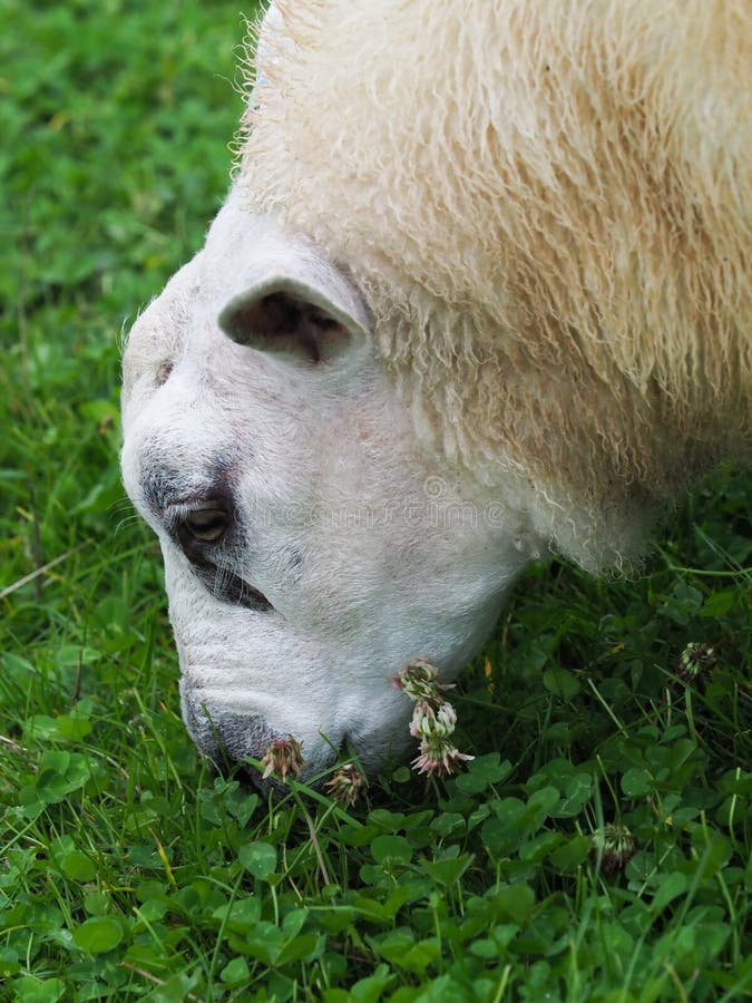 Sheep Eating Clover stock photo. Image of livestock - 218631468