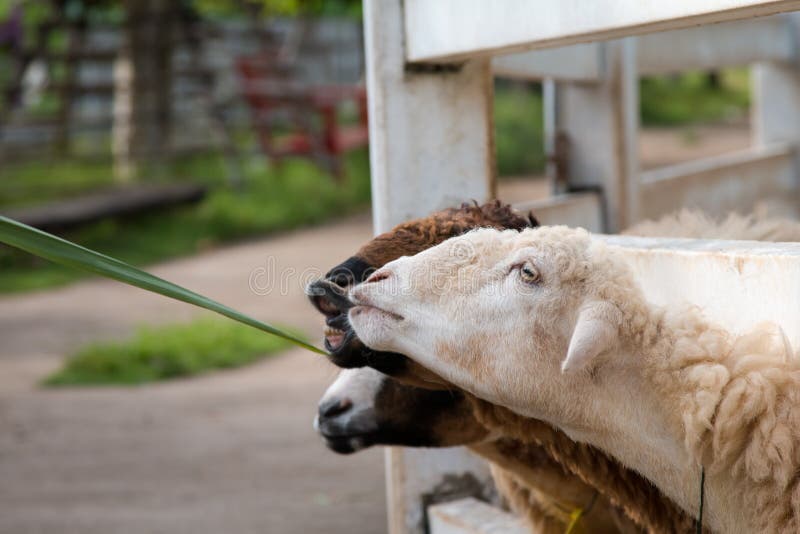 Sheep eating stock photo. Image of green, industry, goat - 96726122