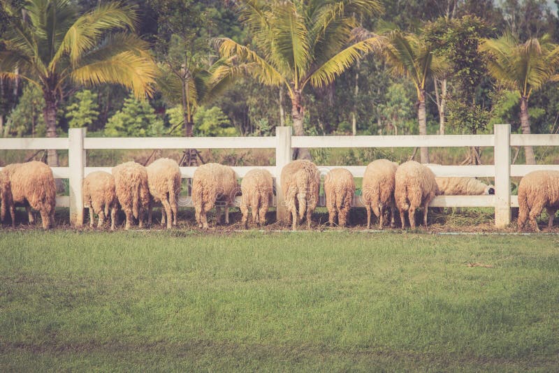 Sheep eating stock image. Image of merino, mammal, leaves - 96726197