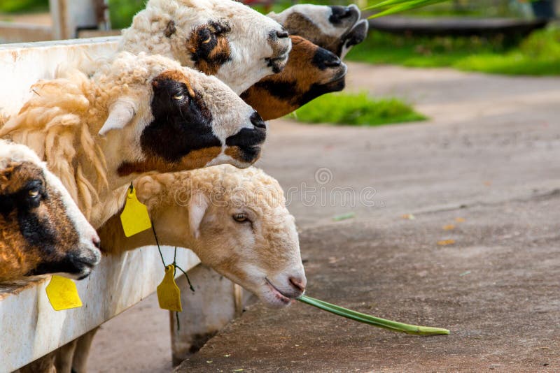Sheep eating stock image. Image of countryside, landscape - 96810835