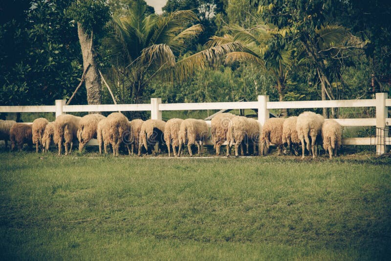 Sheep eating stock photo. Image of countryside, domestic - 96812426