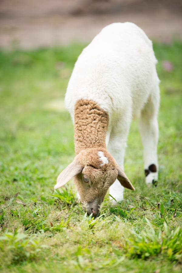 Sheep eating in the farm stock image. Image of mammal - 54622287