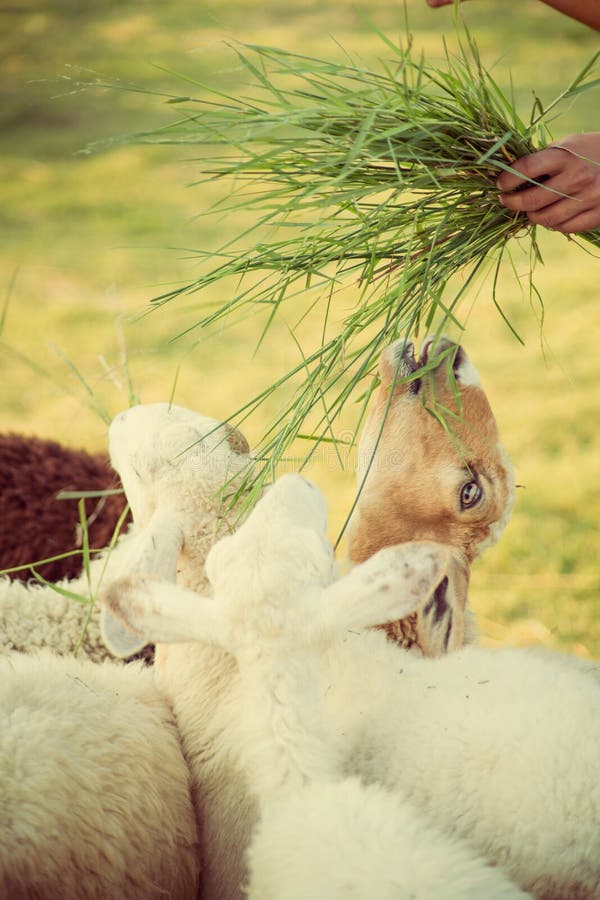 Sheep eating in the farm stock image. Image of closeup - 51769561