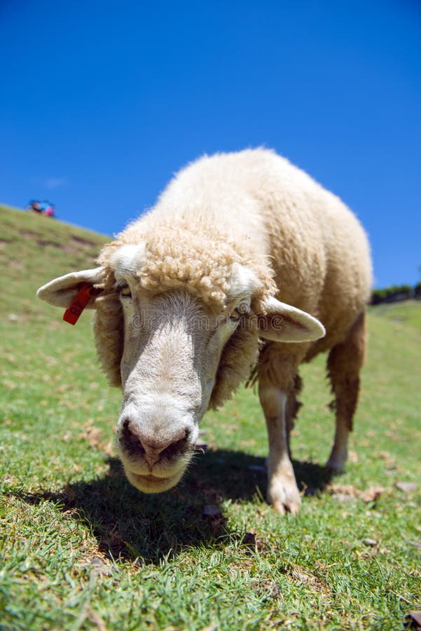 Sheep stock image. Image of grazing, zealand, food, farm - 58814177