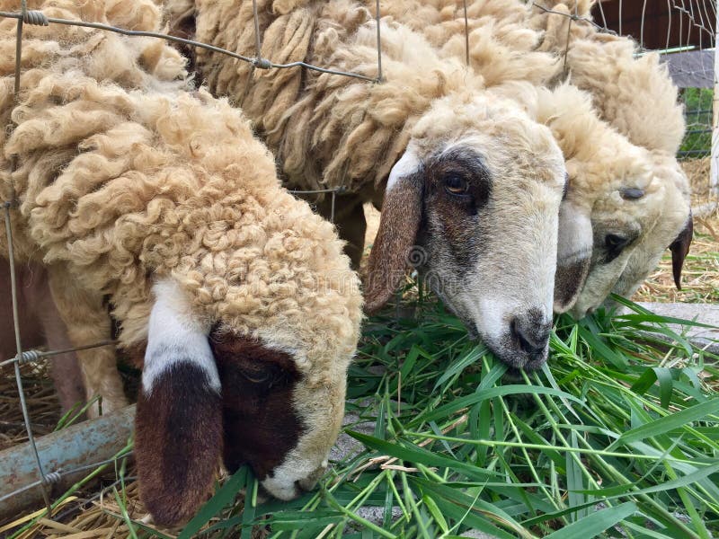 4 sheep stock photo. Image of group, eating, green, field - 83173152
