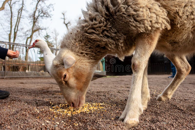 A Sheep Eating Grain from the Ground. the Sheep Has Light-colored Wool ...