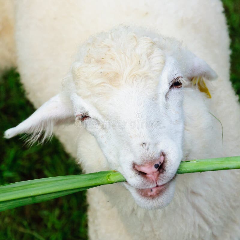 Sheep eating grass stock image. Image of country, white - 38616039