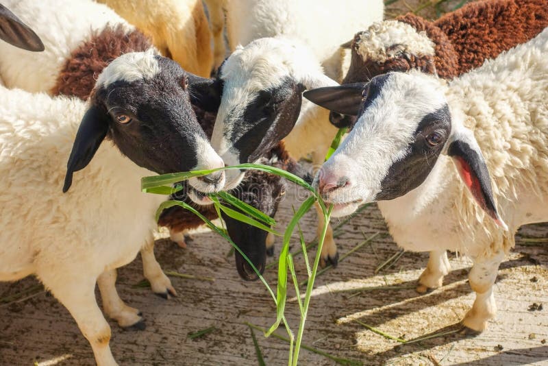Sheep eating grass stock photo. Image of landscape, eating - 108173624