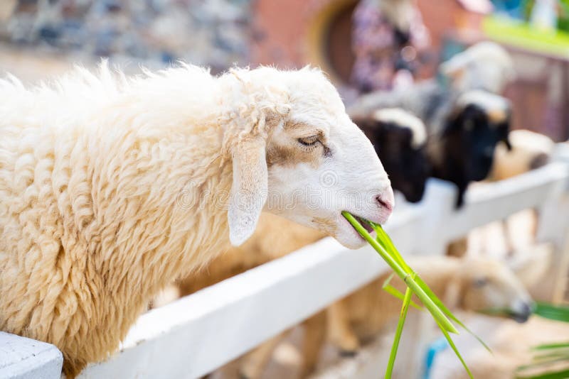 Sheep is Eating Grass at Farm Stock Photo - Image of sheep, farm: 196423246