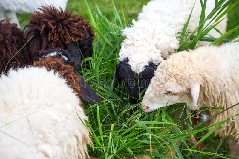 Sheep eating grass stock photo. Image of feeding, organic - 38874356