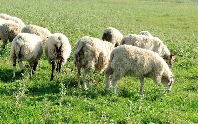 Sheep eating grass stock image. Image of group, bunch - 43954791