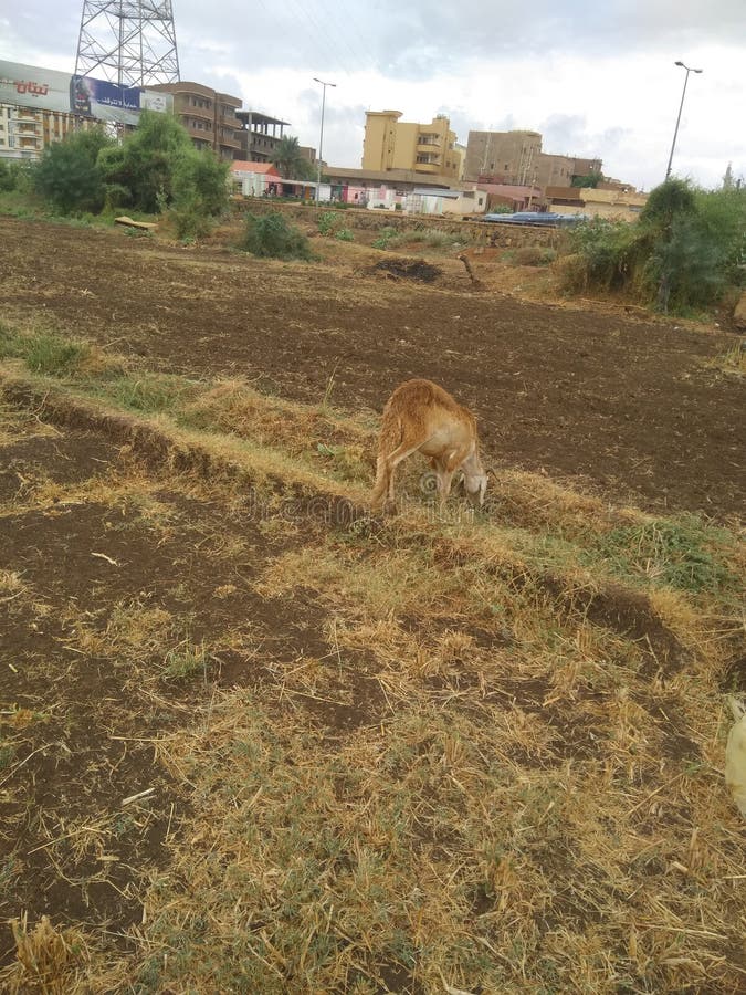 Sheep eating grass stock photo. Image of sudan, agriculture - 194138884
